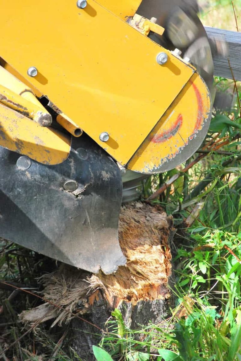 Stump Grinding & Removal - Tree Care & Gardening Services Gloucester